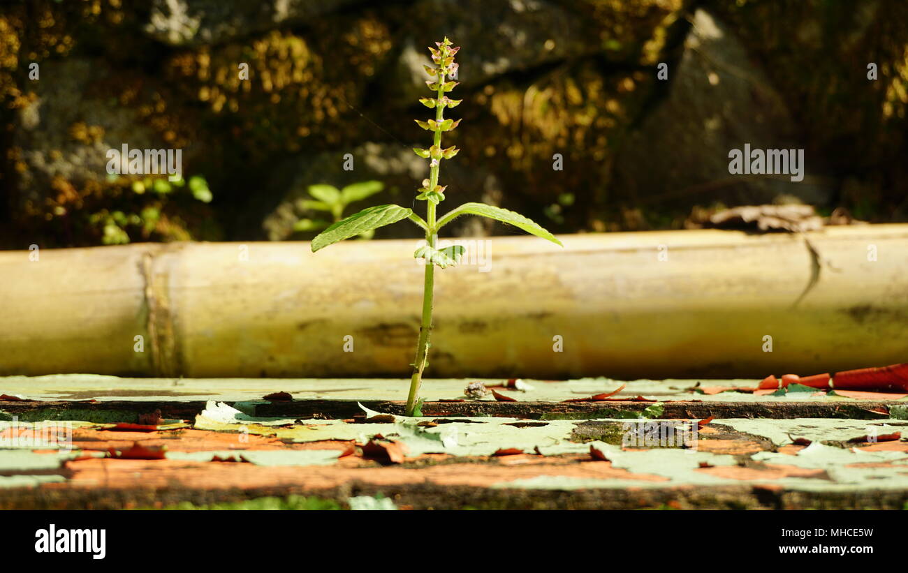 plants that grow among the rotting wood Stock Photo - Alamy