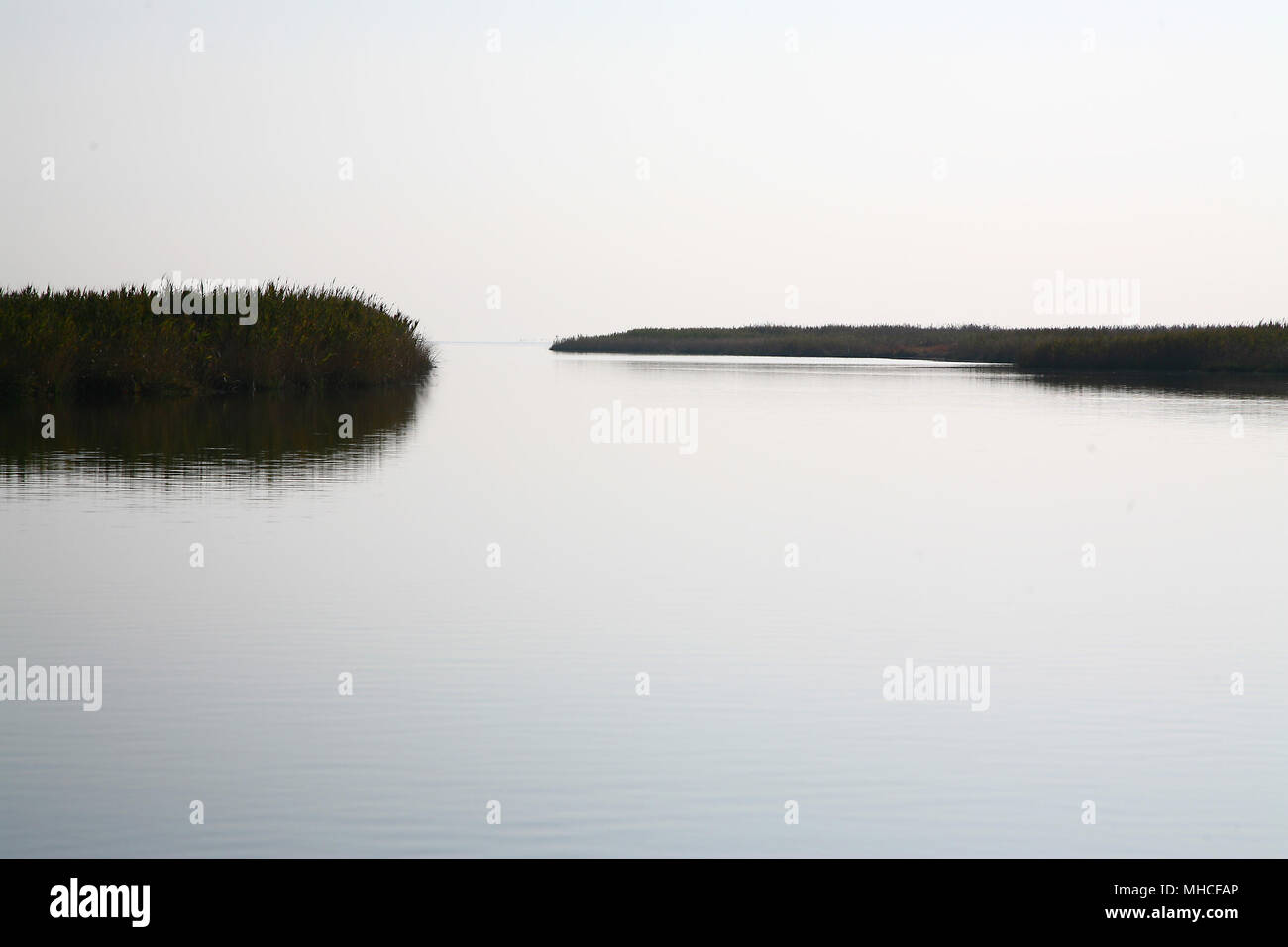 Nature swamp in venetian lagoon Stock Photo - Alamy
