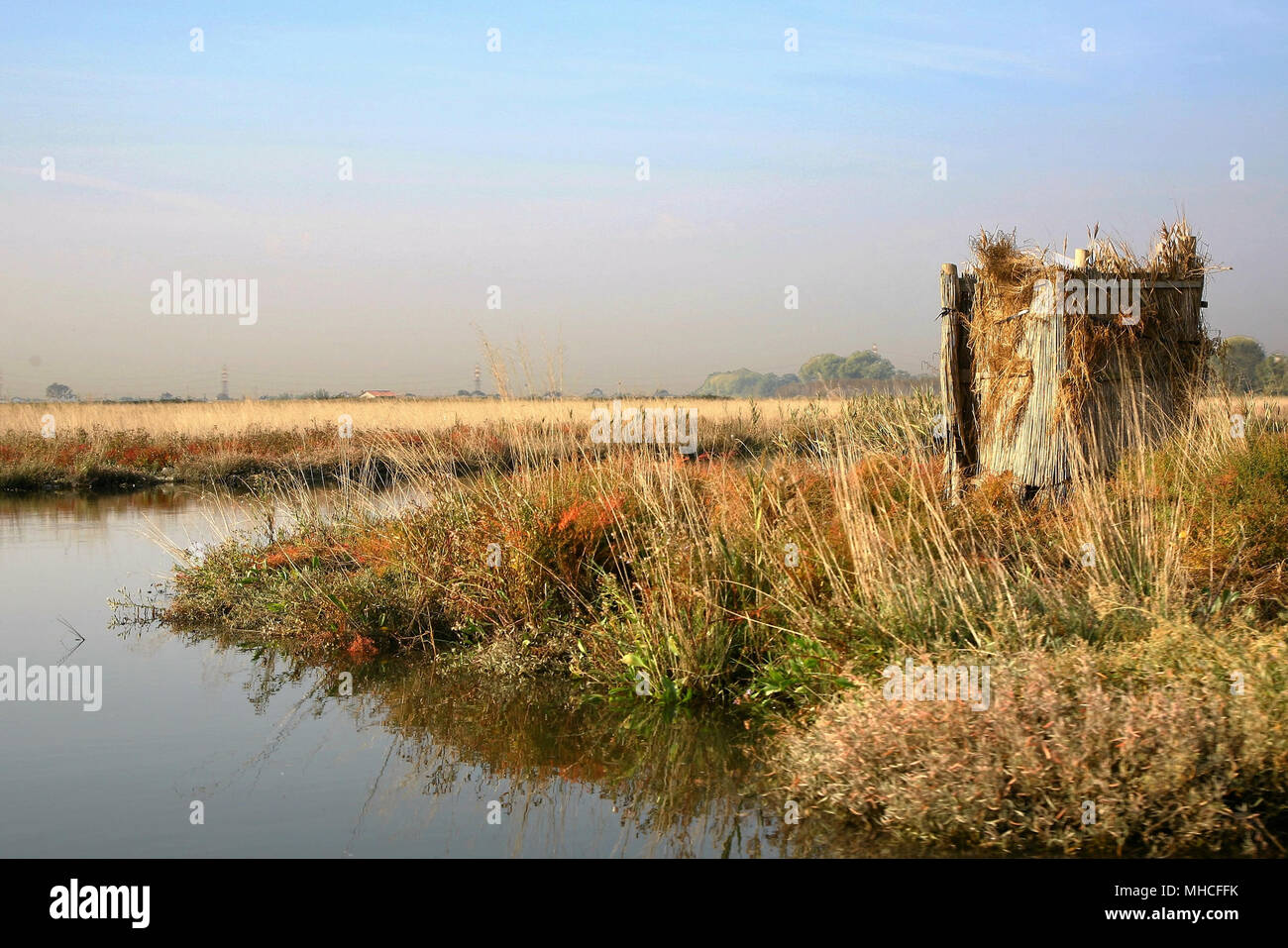 Nature swamp in venetian lagoon Stock Photo - Alamy