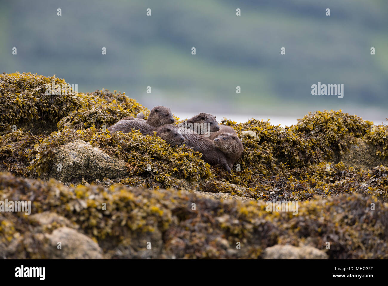 Group of four eurasian otters on a coastal loch on the Isle of Mull in ...