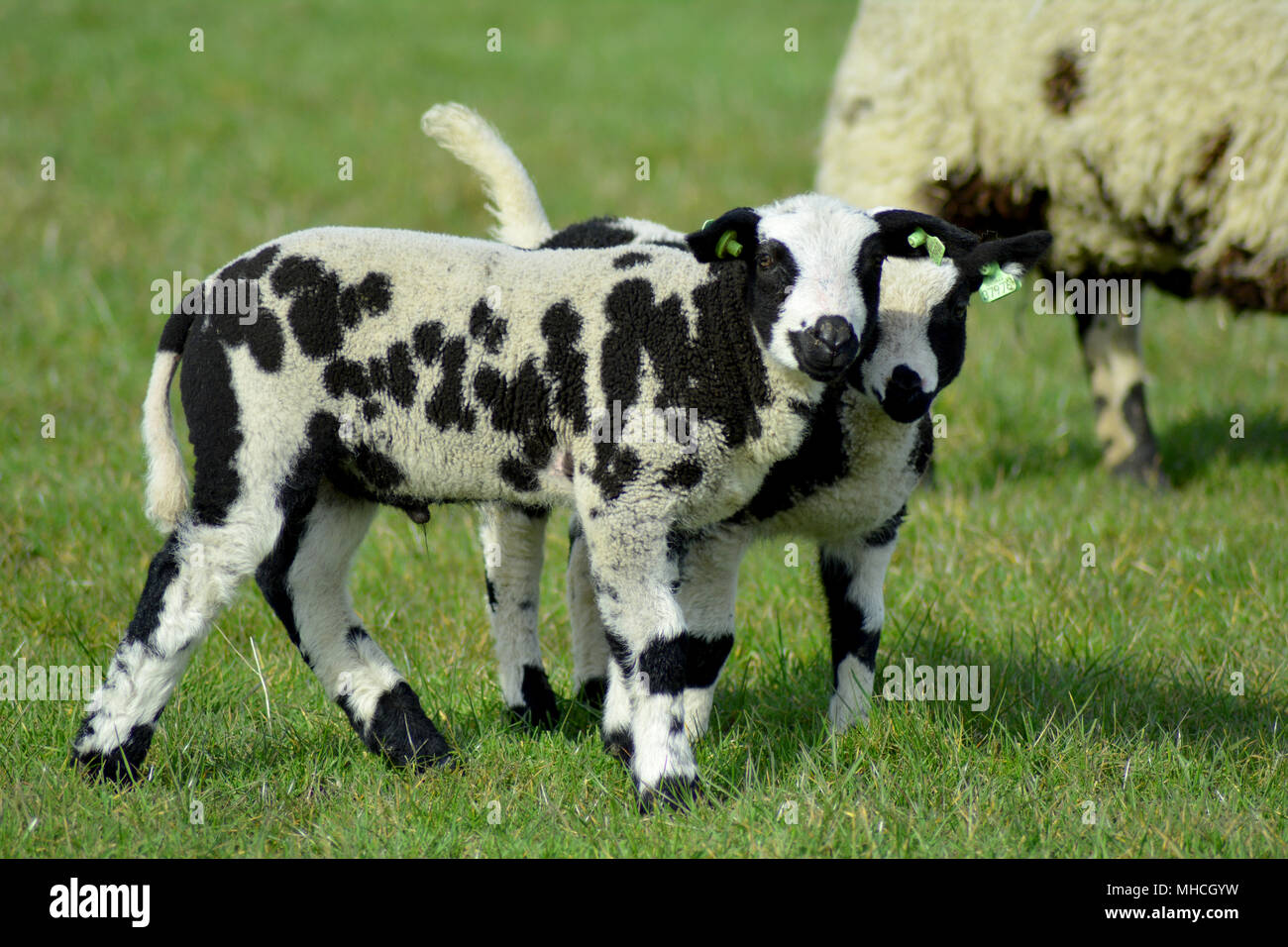 Colorful Texel sheep and lambs in winter at isle Texel, the Netherlands ...
