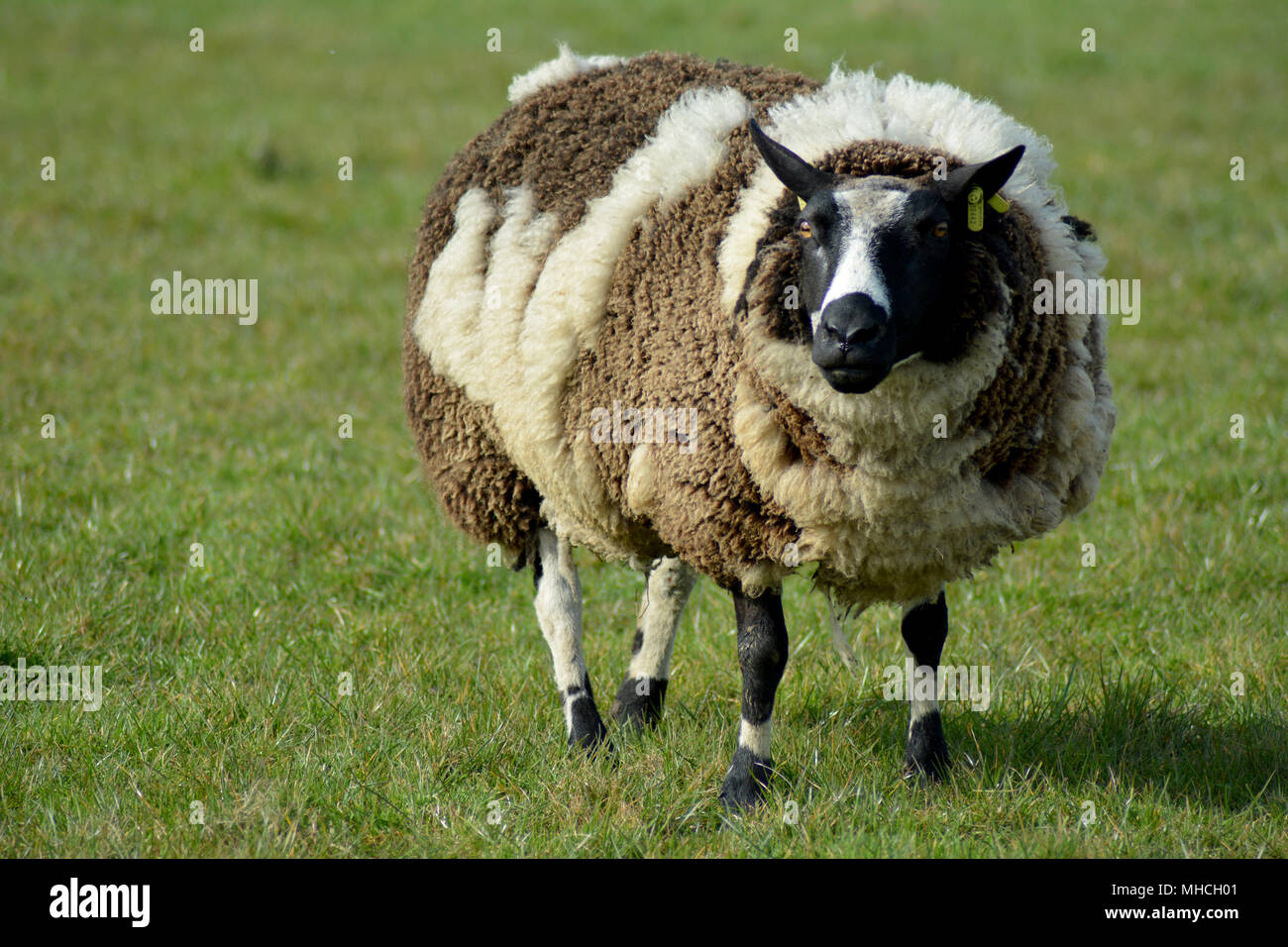Colorful Texel sheep and lambs in winter at isle Texel, the Netherlands ...
