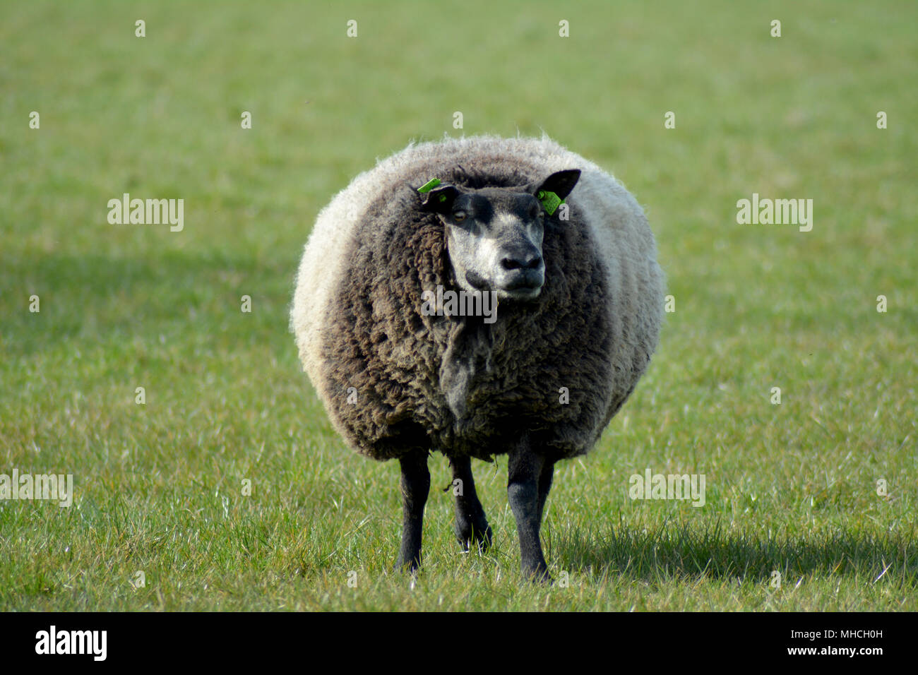 Colorful Texel sheep and lambs in winter at isle Texel, the Netherlands ...