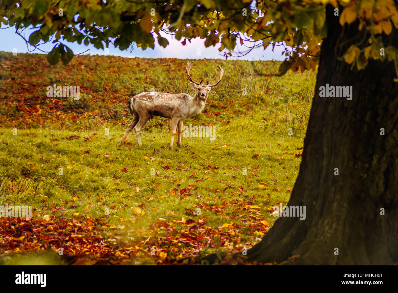 Deer - wild animal - natural scenery Stock Photo - Alamy
