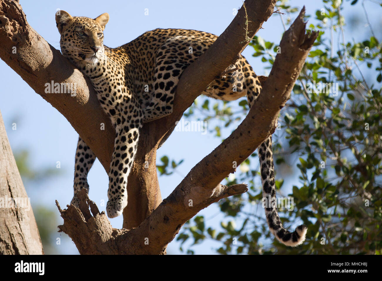 Wildlife of Zambia Stock Photo - Alamy