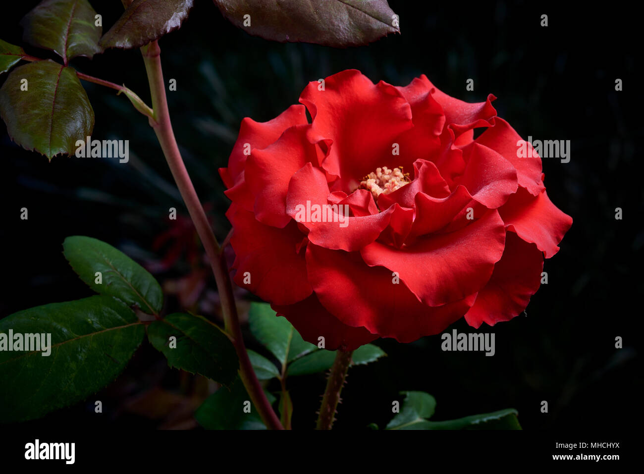 Flowers with ruffled petals hi-res stock photography and images - Alamy
