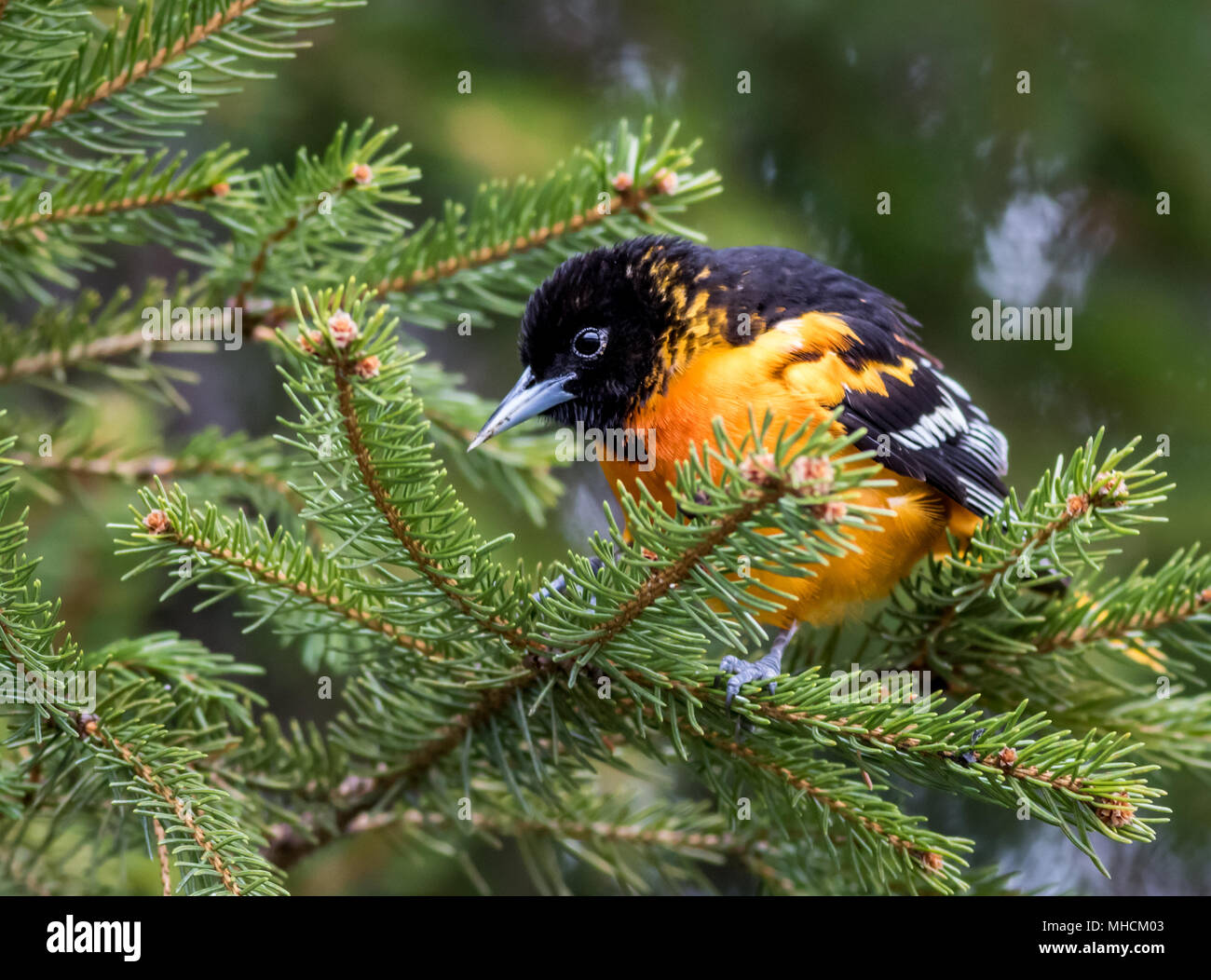 Oriole flying hi-res stock photography and images - Alamy