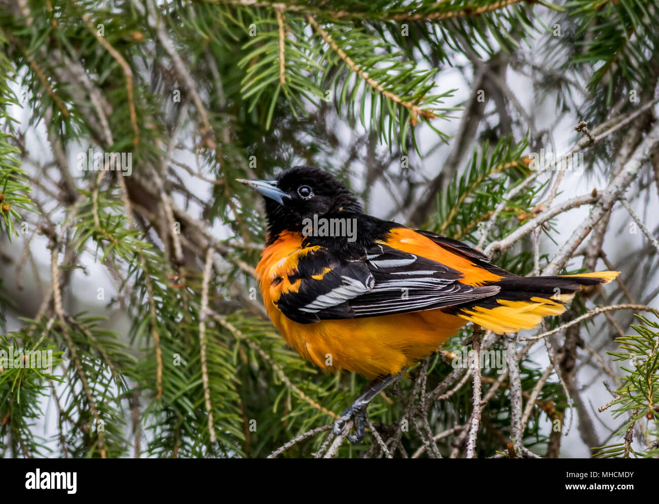 Oriole Flying High Resolution Stock Photography and Images - Alamy