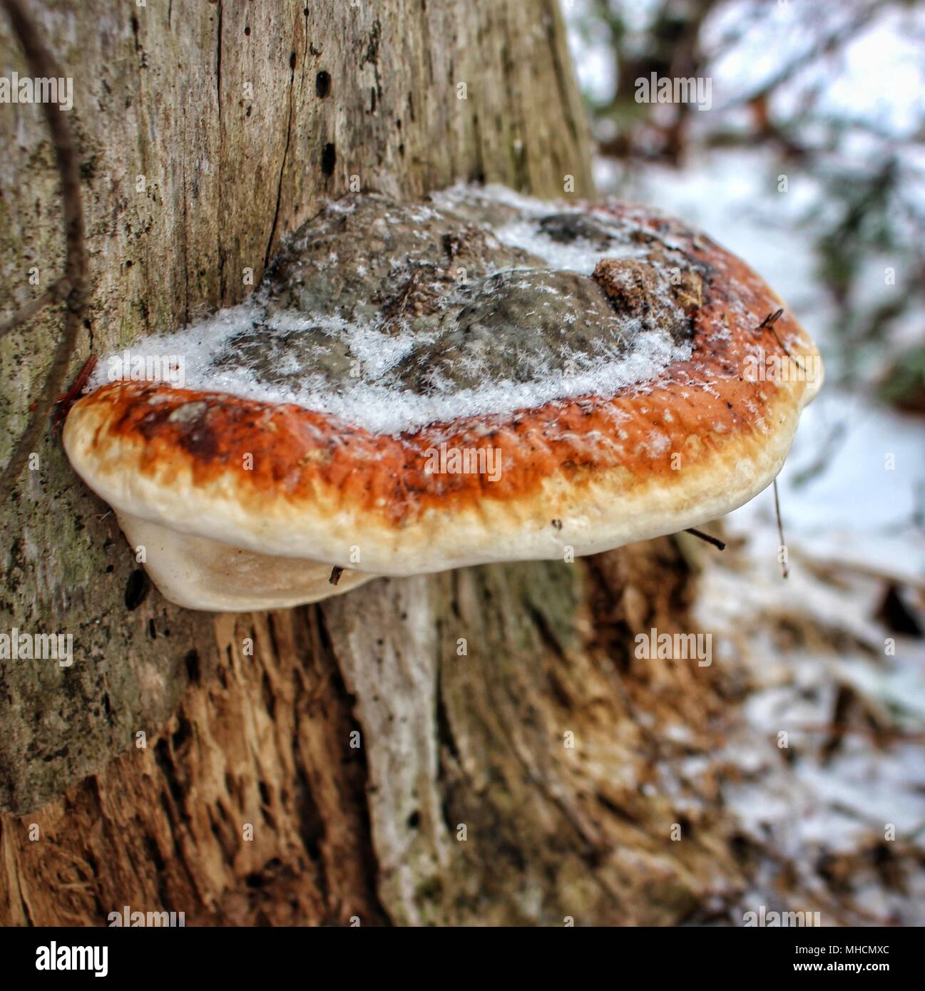 Red belted polypore hi-res stock photography and images - Alamy