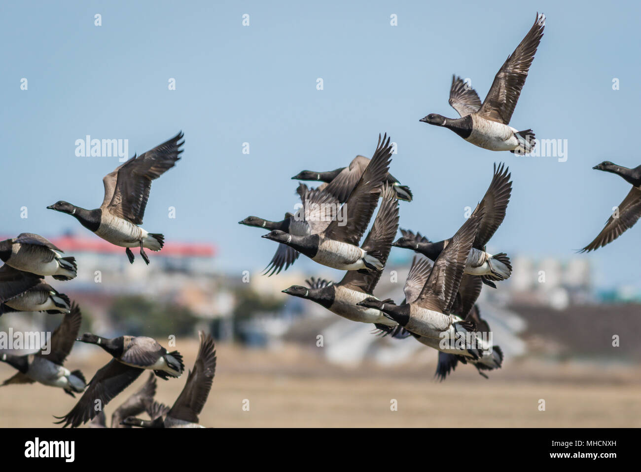 A flock of Brant (Branta bernicla) fly near the beach town of Wildwood ...
