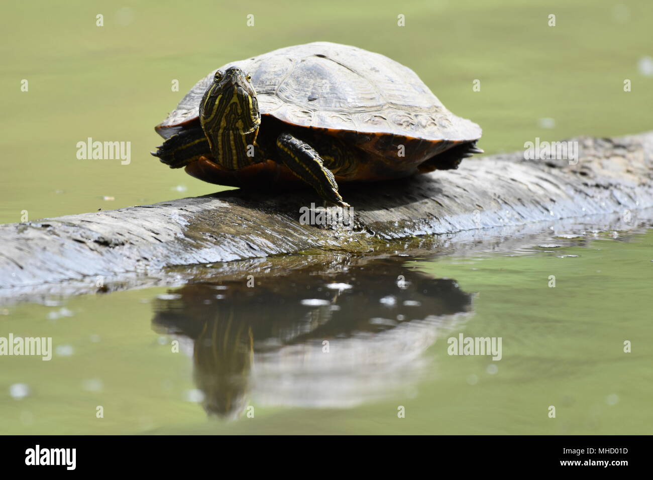 A Red-Eared Slider (turtle) sun bathing on a log in Jewel Lake, Tilden ...
