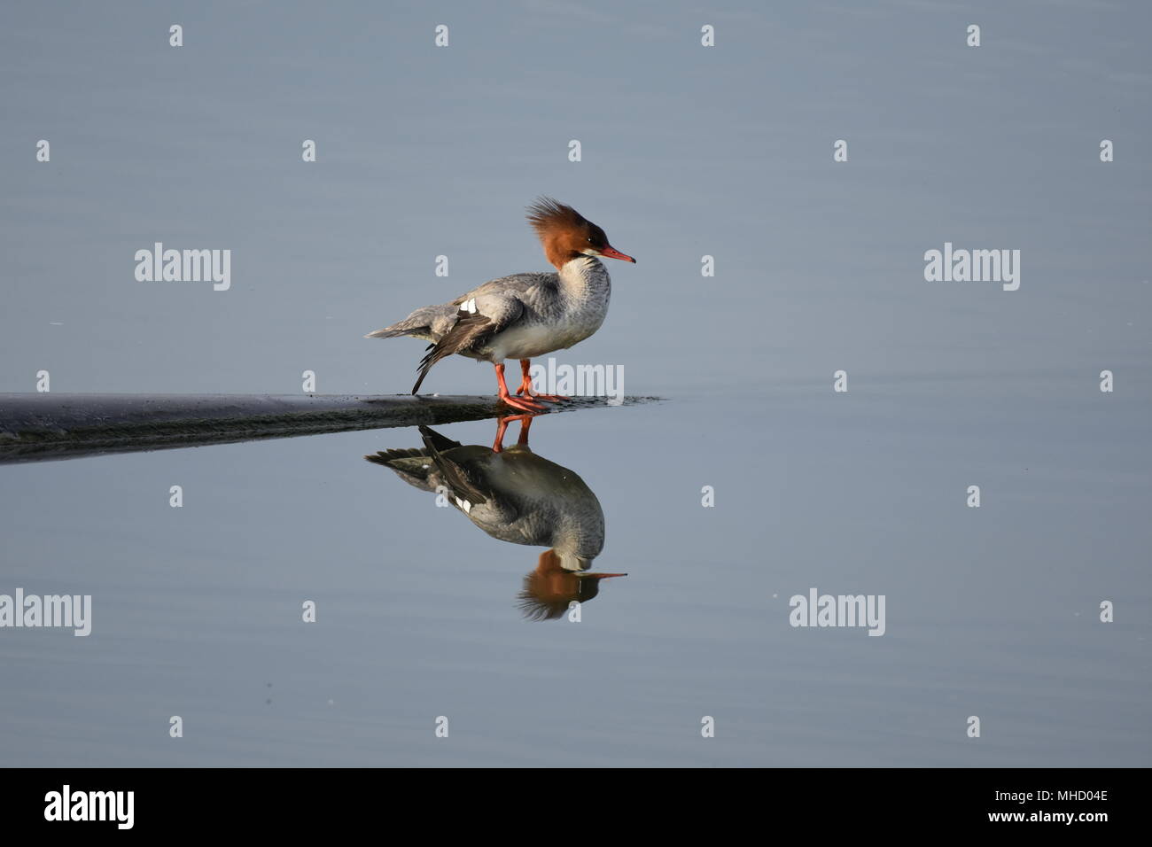 Mohawk pond hi-res stock photography and images - Alamy