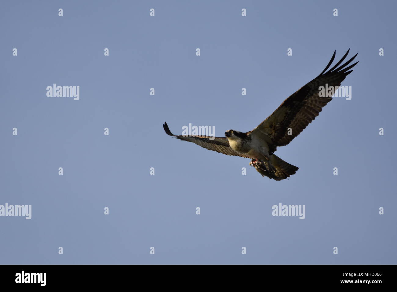 An Osprey flies by in the blue skies above the Las Gallinas Sanitary ...