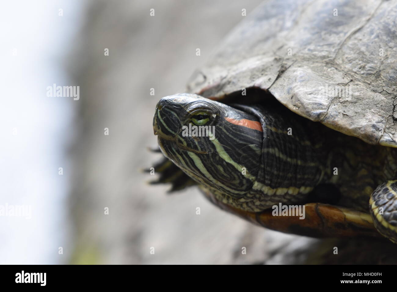 Artificial pond for bathing hi-res stock photography and images - Alamy