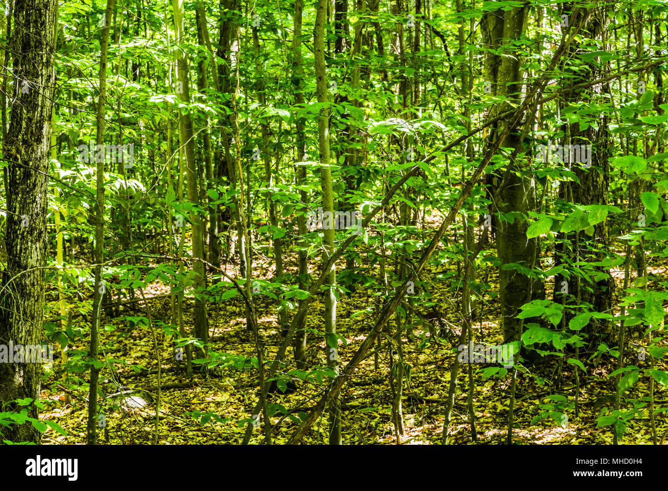 Walk through or into the woods, forest, in the summer Stock Photo - Alamy