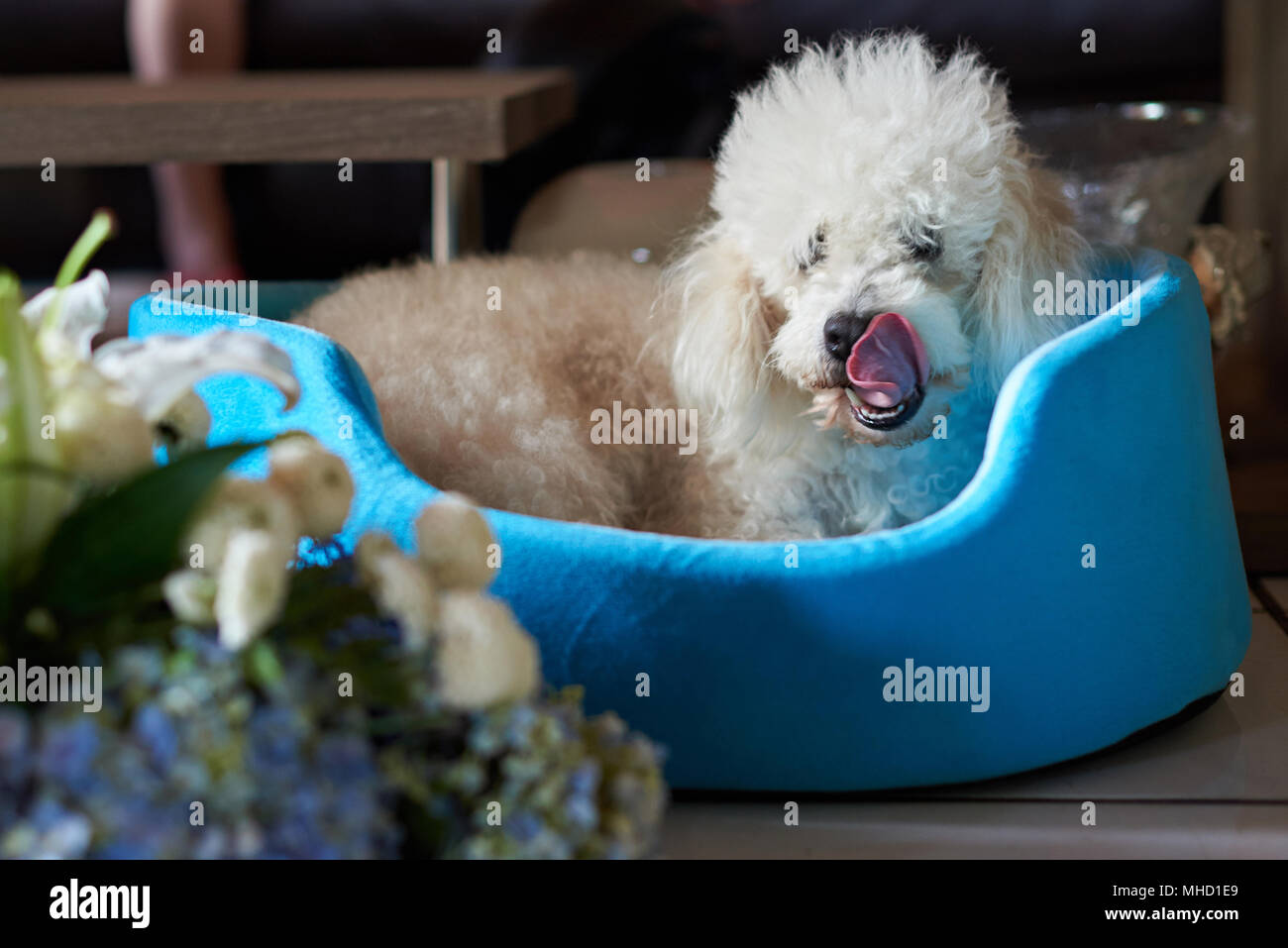 Poodle lick his nose laying in blue bed. Funny dog licking nose Stock ...