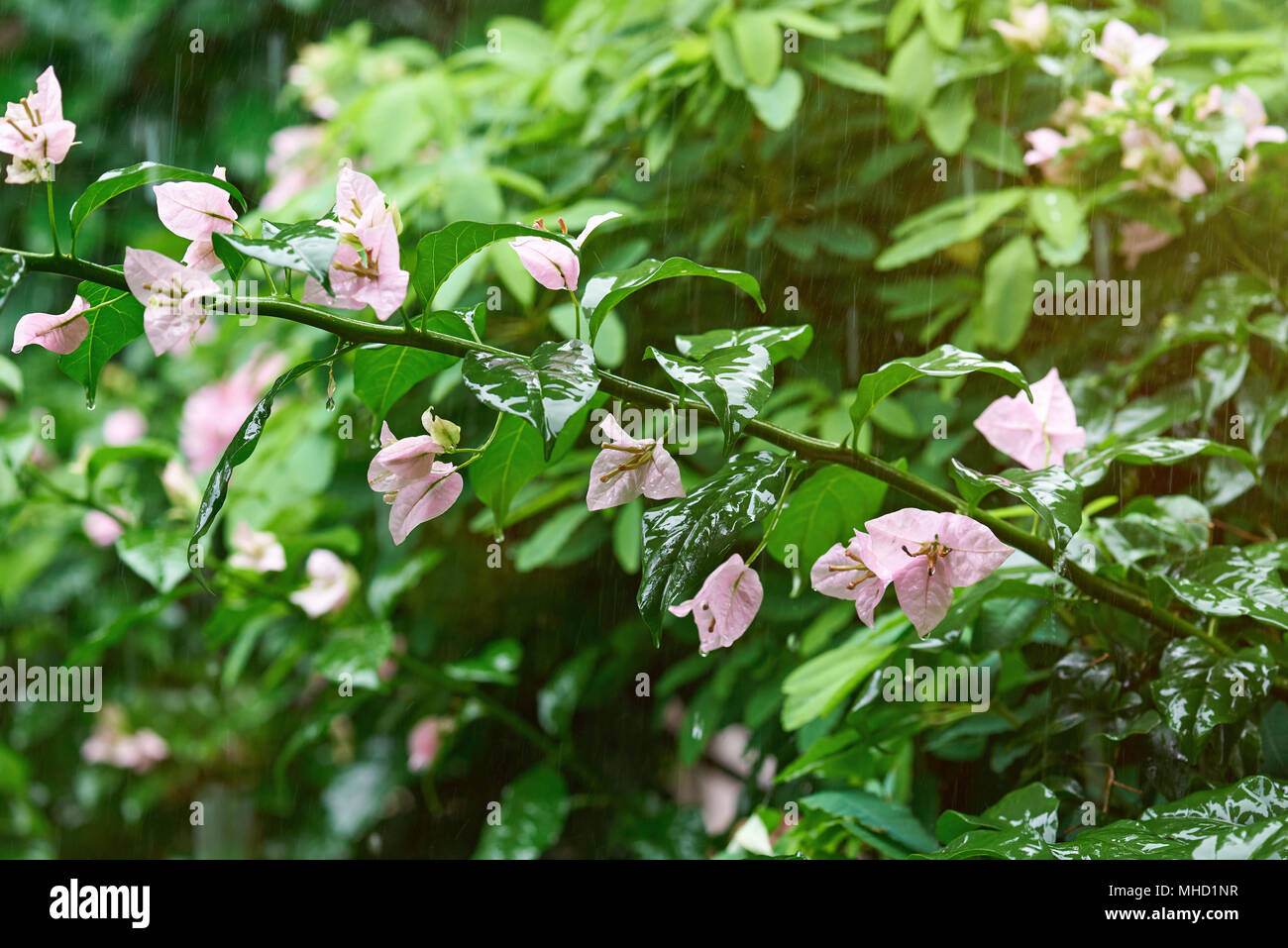 Rain going in natural background. Wet plant in rainy time Stock Photo ...