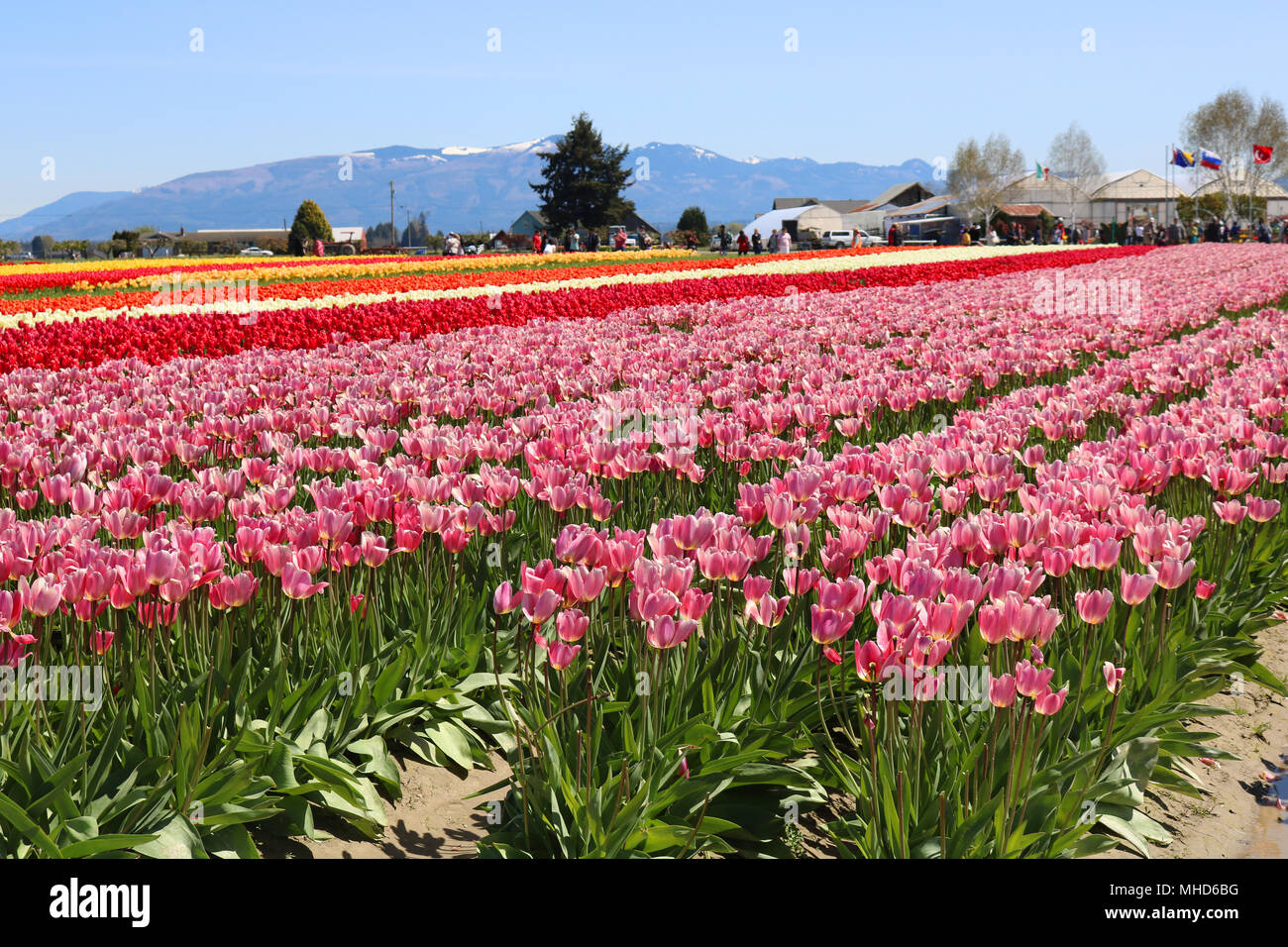 Tulip fields at Tulip Town during the Skagit Valley Tulip Festival in ...