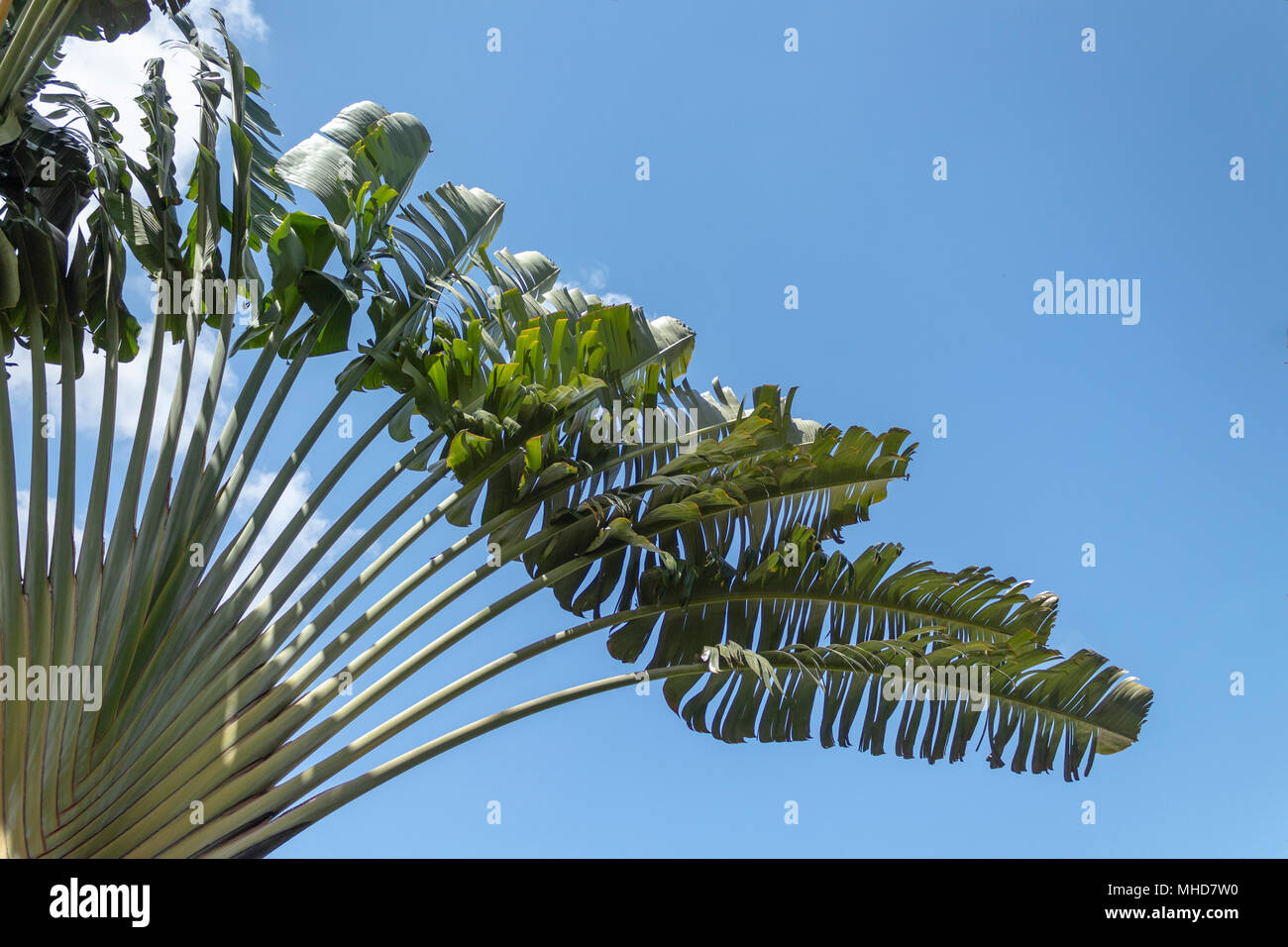 Fan Palm Forest High Resolution Stock Photography and Images - Alamy
