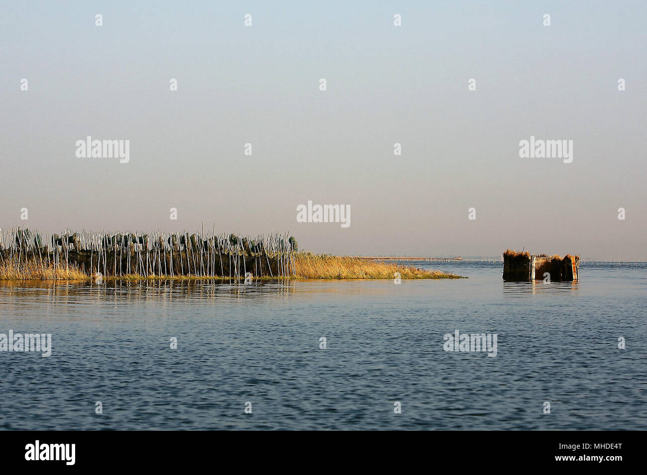 Nature swamp in venetian lagoon Stock Photo - Alamy