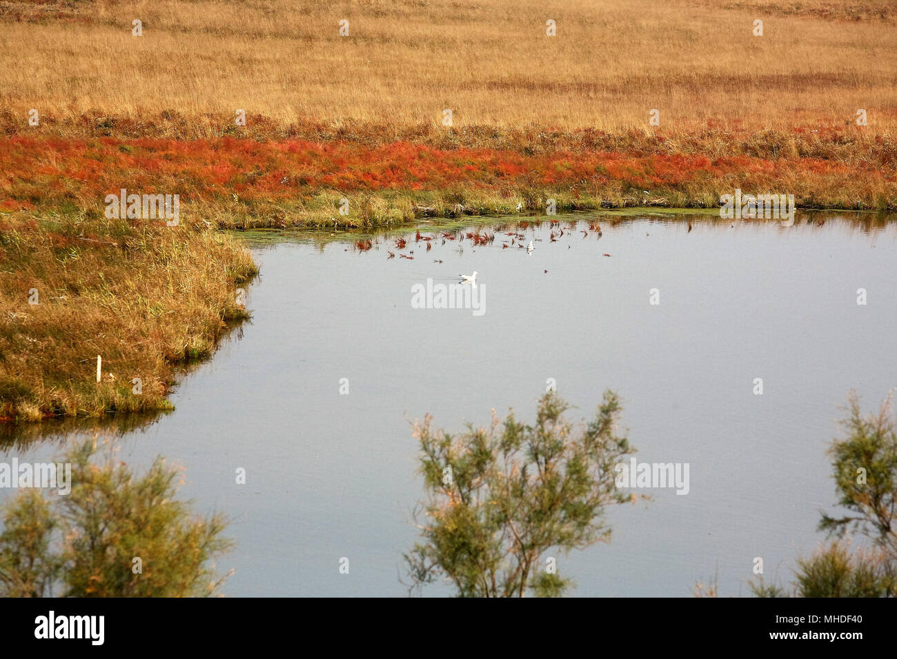 Nature swamp in venetian lagoon Stock Photo - Alamy