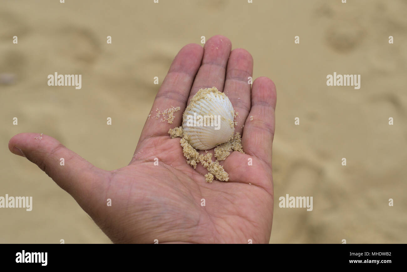 Person holding Seashell at beach. Palm of hand holding sea shell and ...