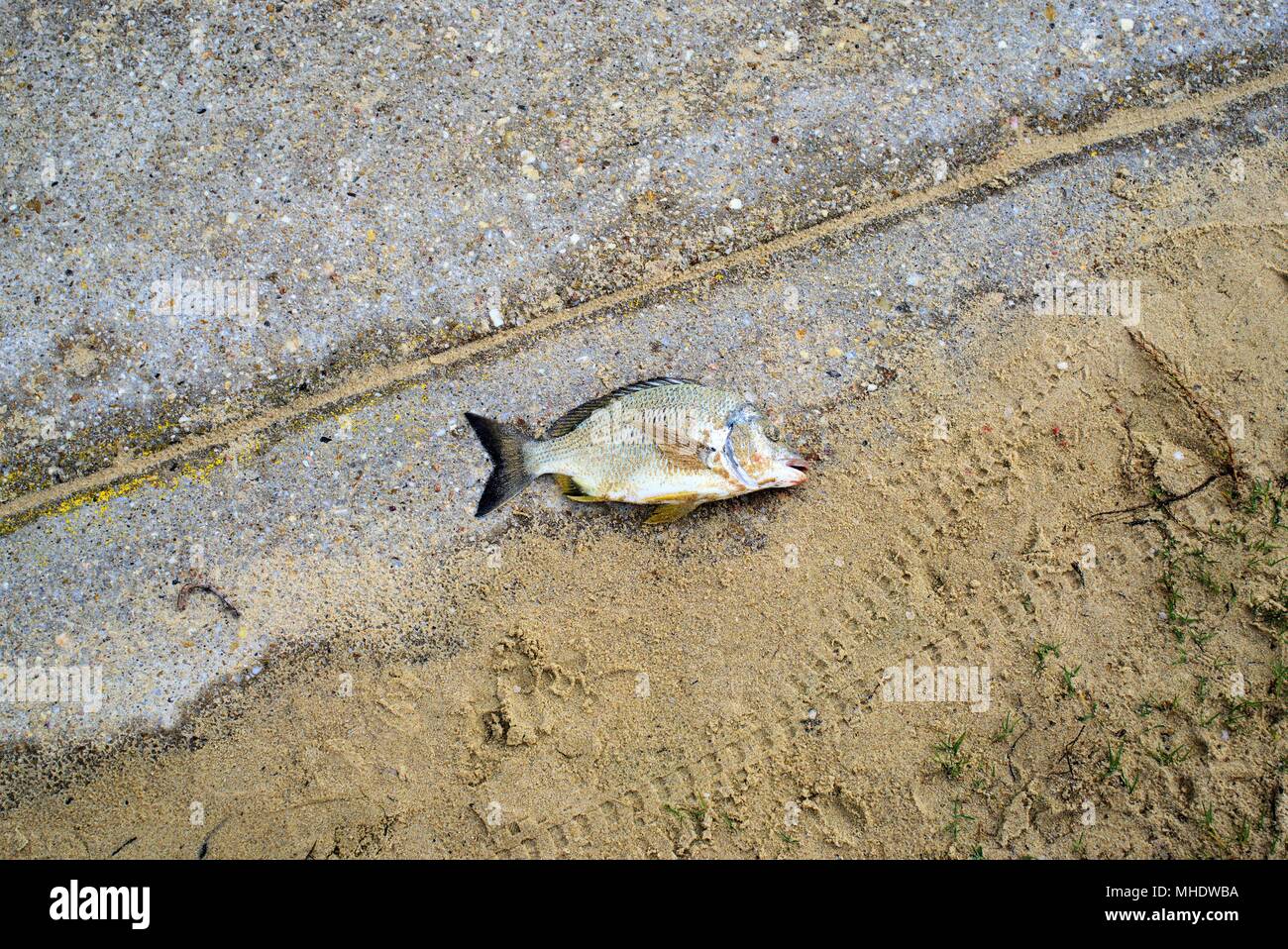 Dead fish on beach sand. Fish caught by fisherman lay breathing its ...