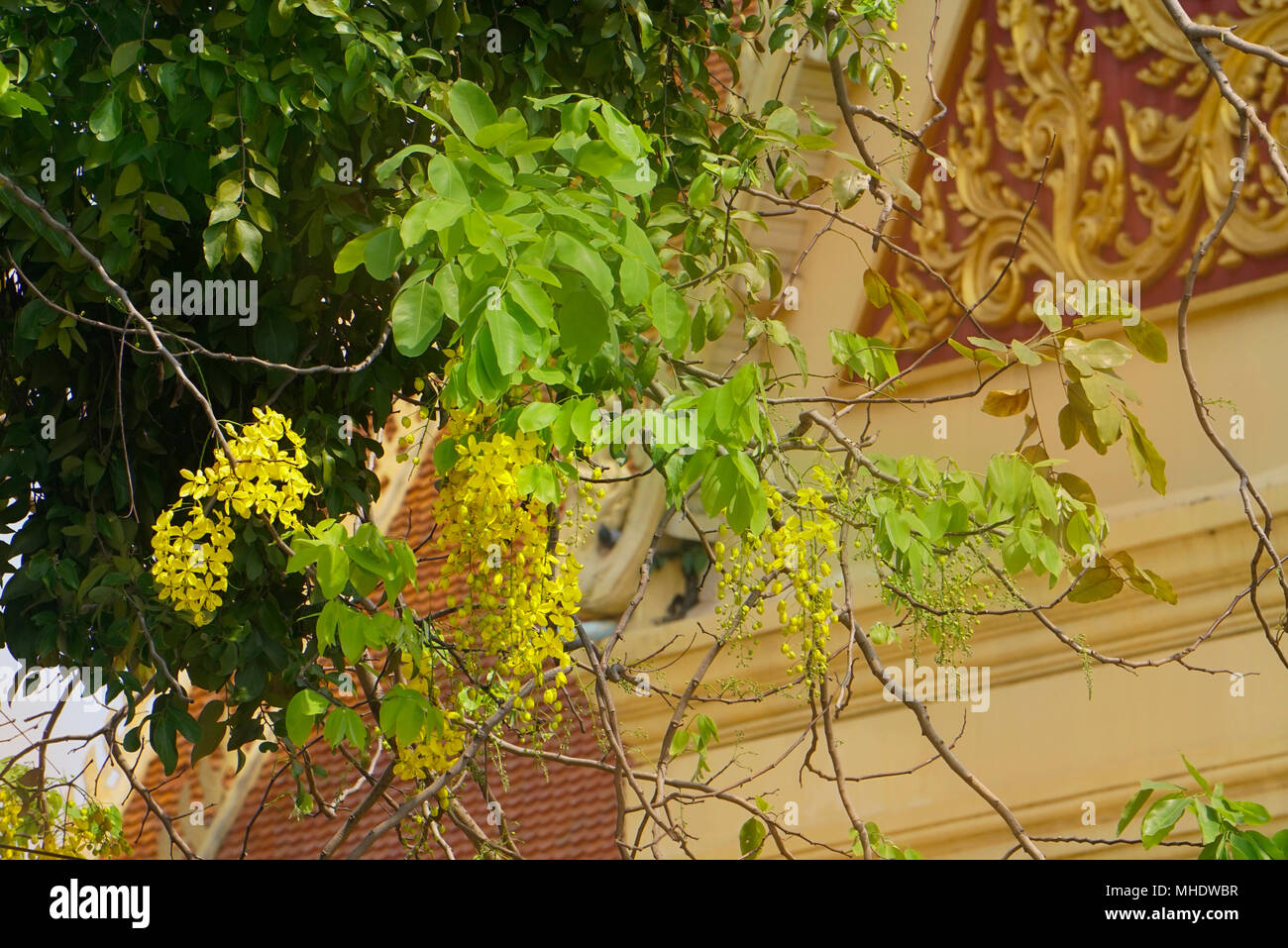 Cassia fistula tree flowers, Wat Botum Park, Phnom Penh city, Cambodia ...