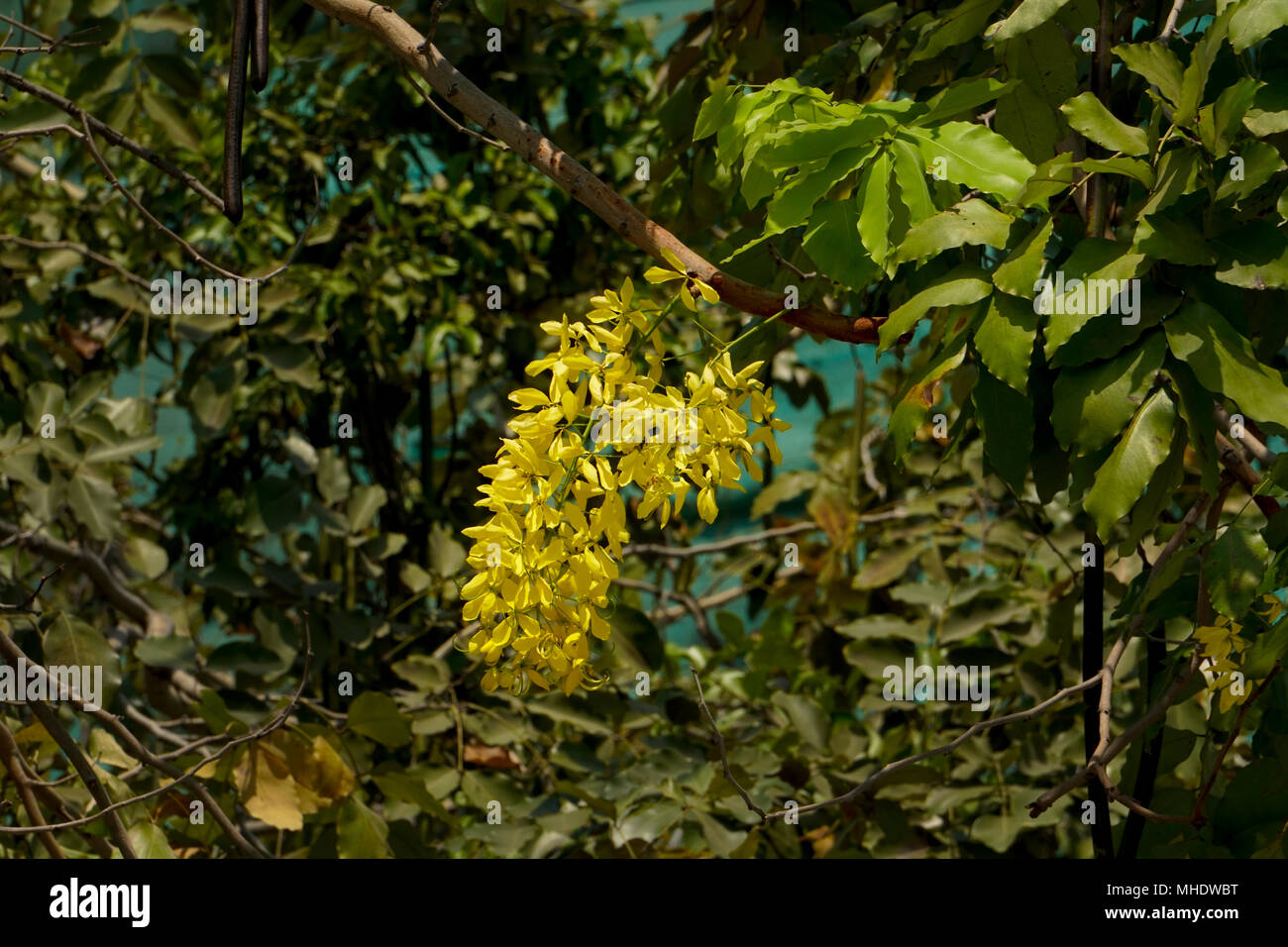 Cassia fistula tree hi-res stock photography and images - Alamy