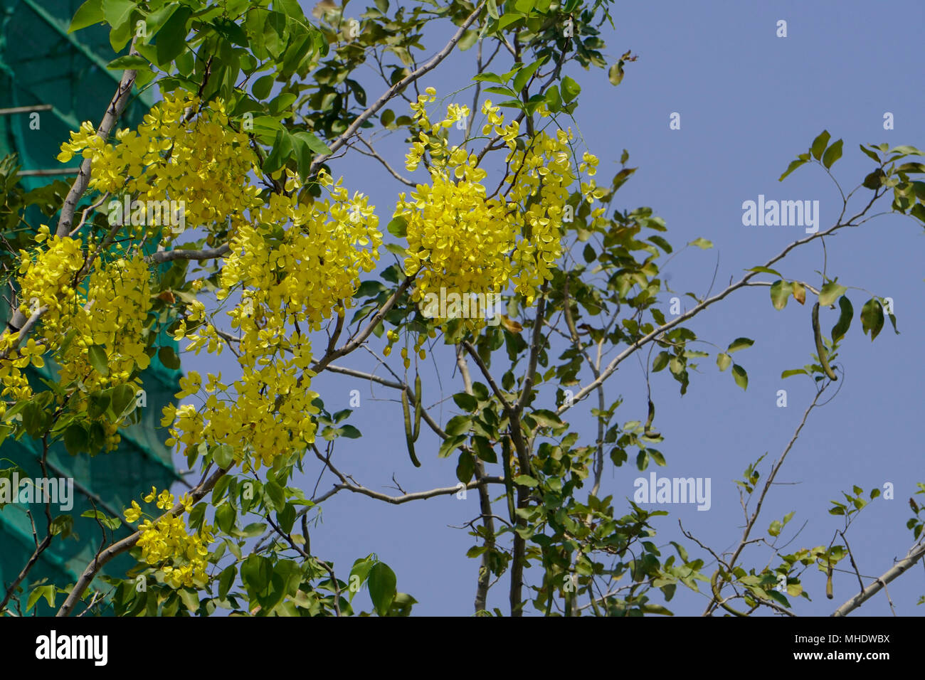 Cassia fistula tree hi-res stock photography and images - Alamy
