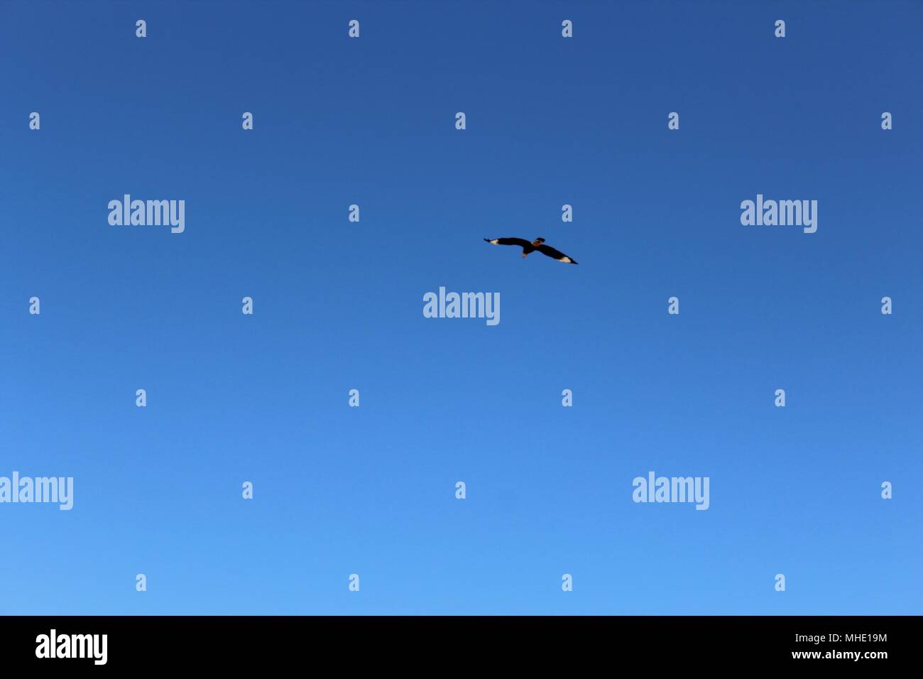 A loneliness hawk flying Stock Photo - Alamy