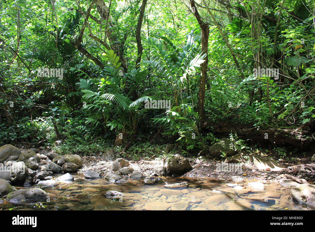 Dense jungle hi-res stock photography and images - Alamy