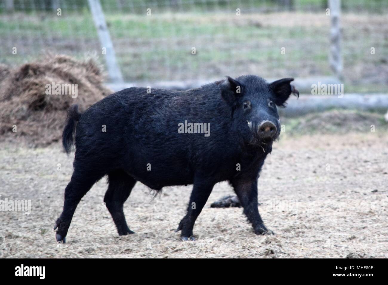 Texas Wild Feral Boar Stock Photo - Alamy