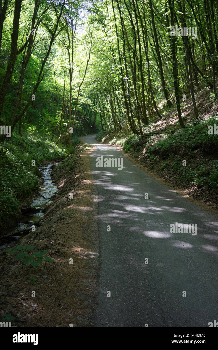 Road through forest Stock Photo - Alamy