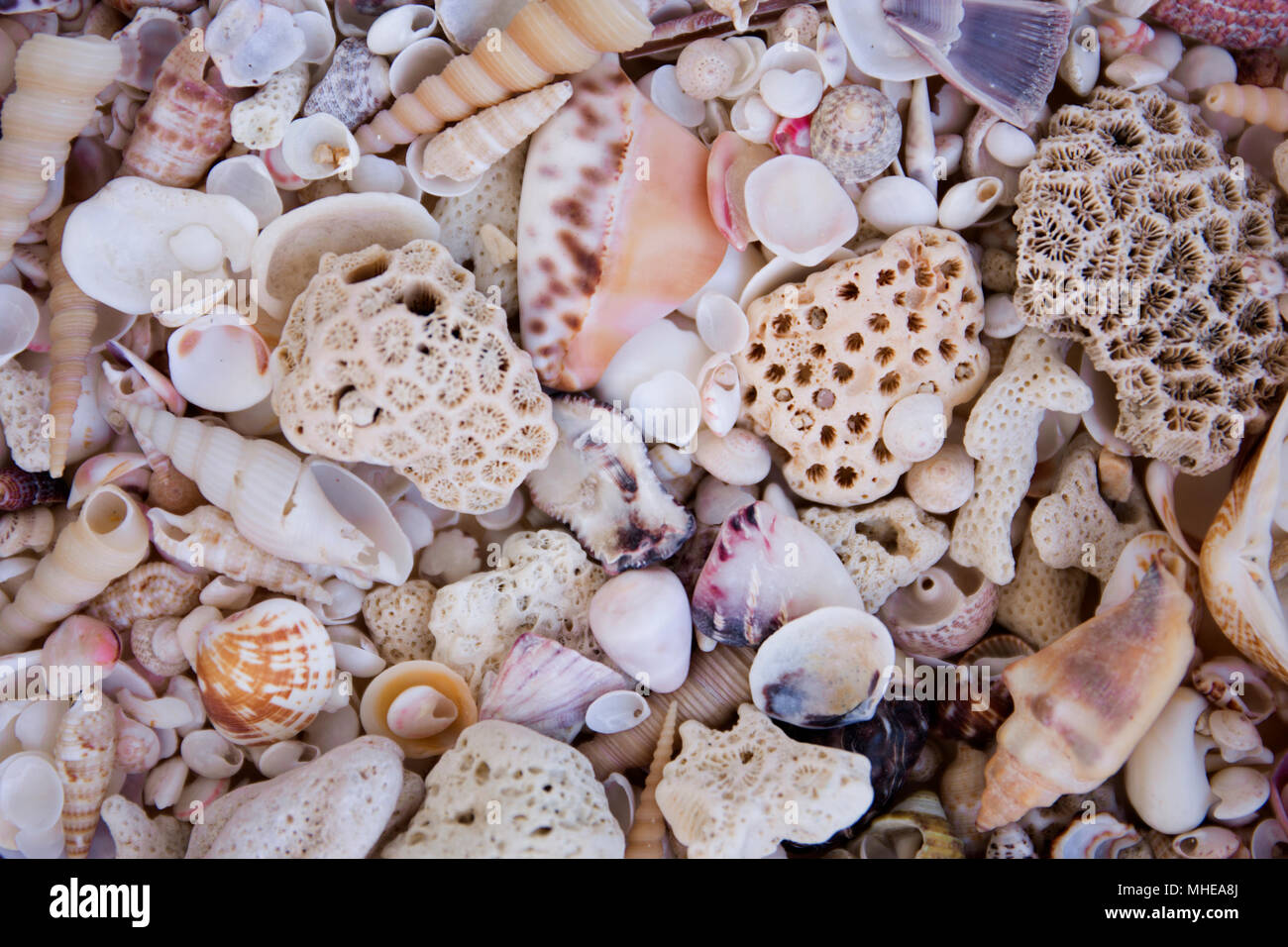 A variety of seashells. Mollusk colorful shells. Seashell texture Stock ...