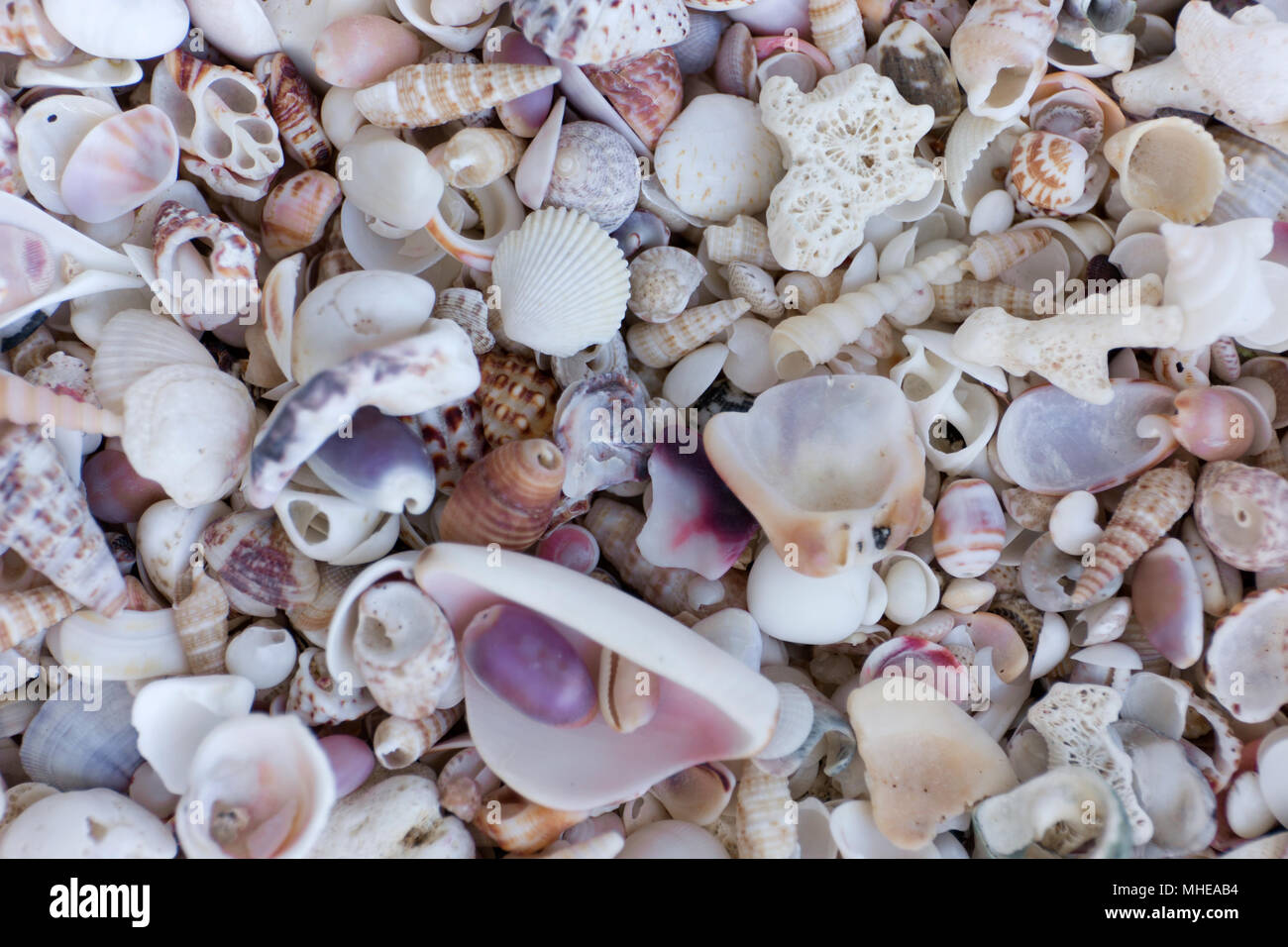 A variety of seashells. Mollusk colorful shells. Seashell texture Stock ...