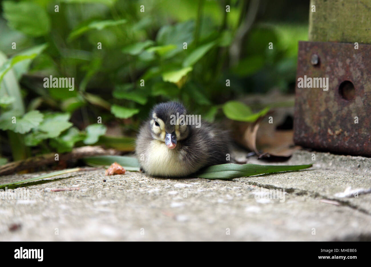 Cute duckling sitting on a concrete patio staring at the camera Stock ...