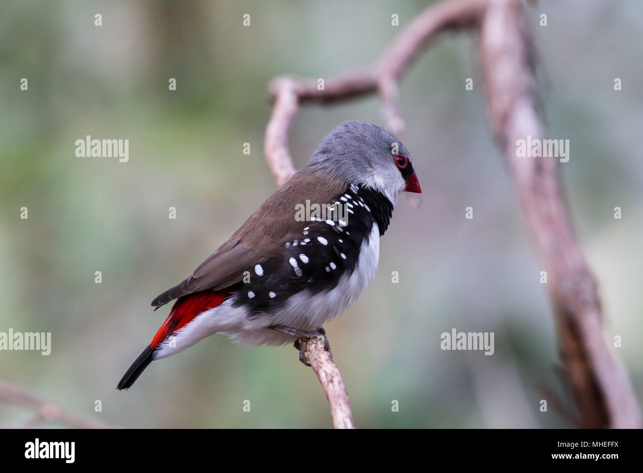 Australian firetail finch hi-res stock photography and images - Alamy