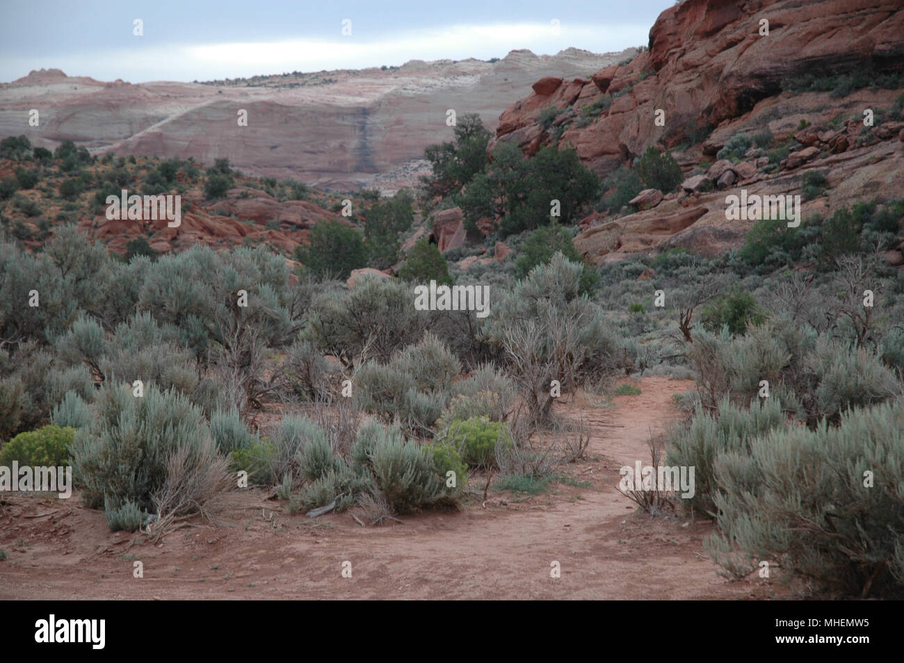 Scrub plants grow in the Arizona Desert near Buckskin Gulch in Arizona ...