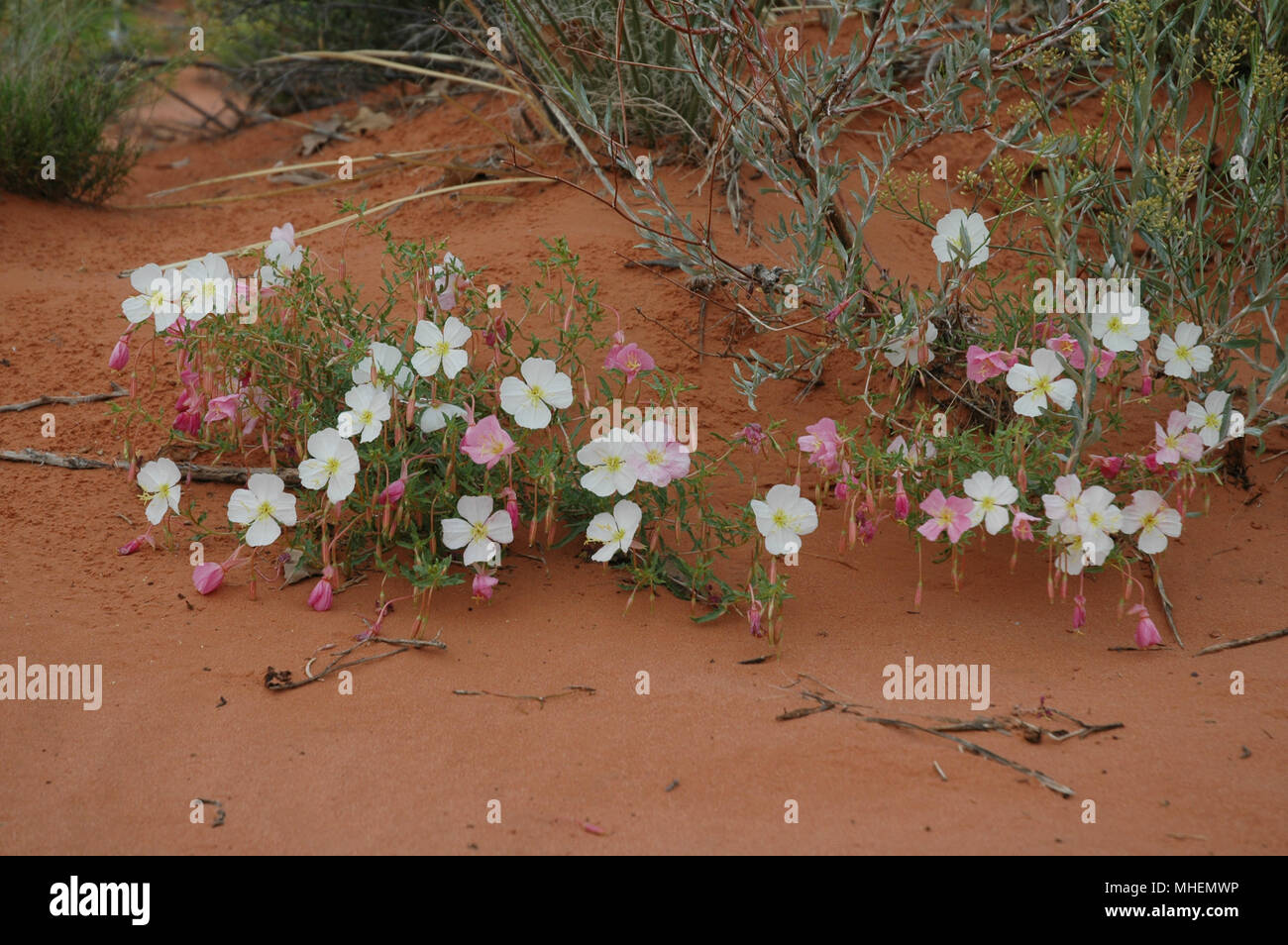 Scrub plants grow in the Arizona Desert near Buckskin Gulch in Arizona ...