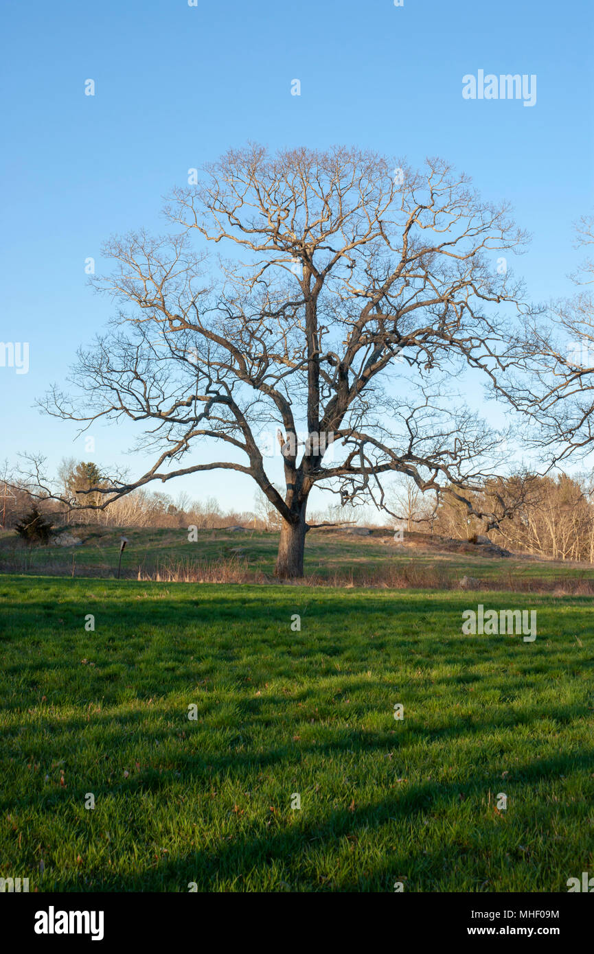 Leafless oak tree hi-res stock photography and images - Alamy