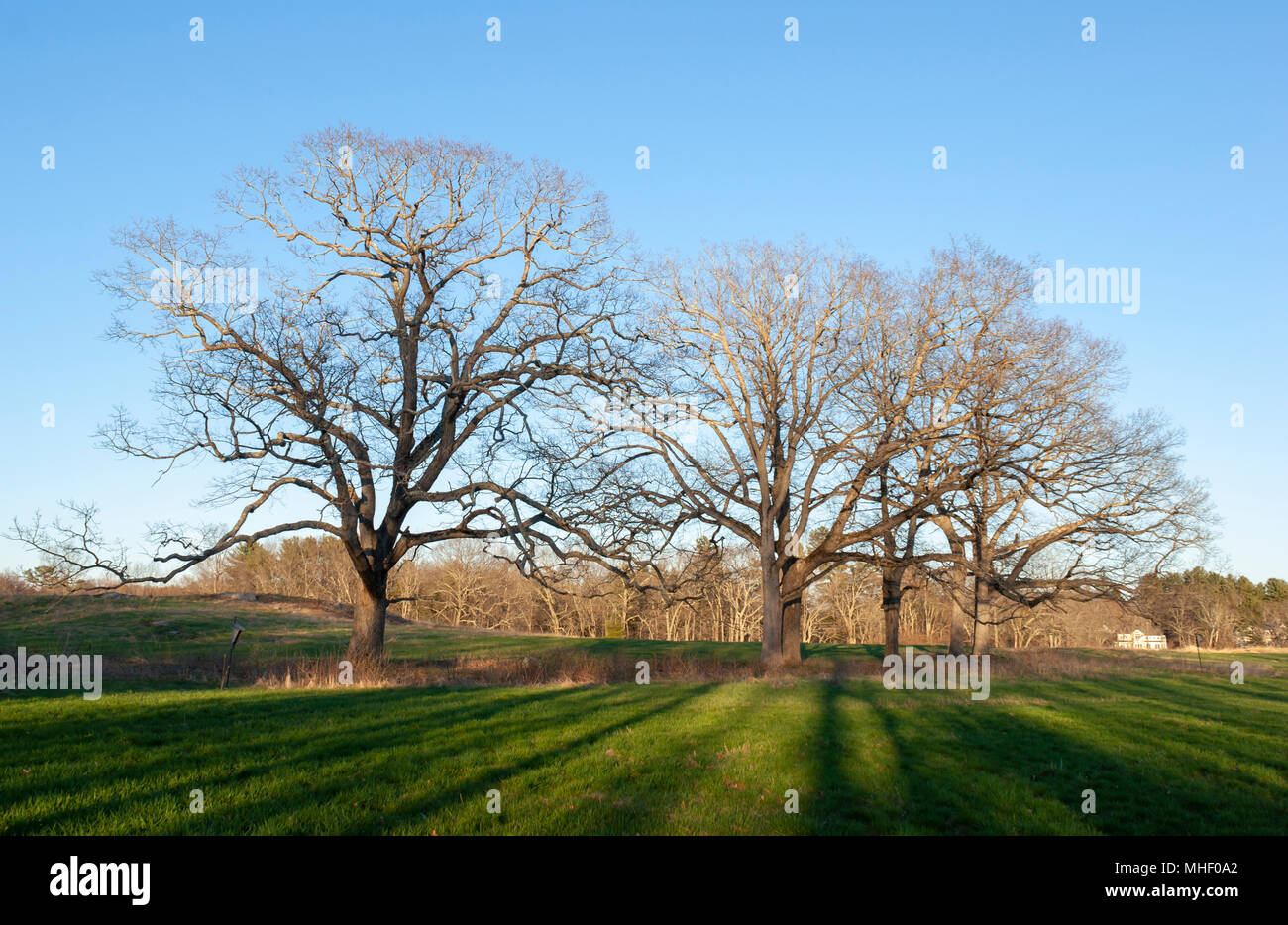 Line of leafless oak trees in a lowland meadow, at sunset. Charles ...