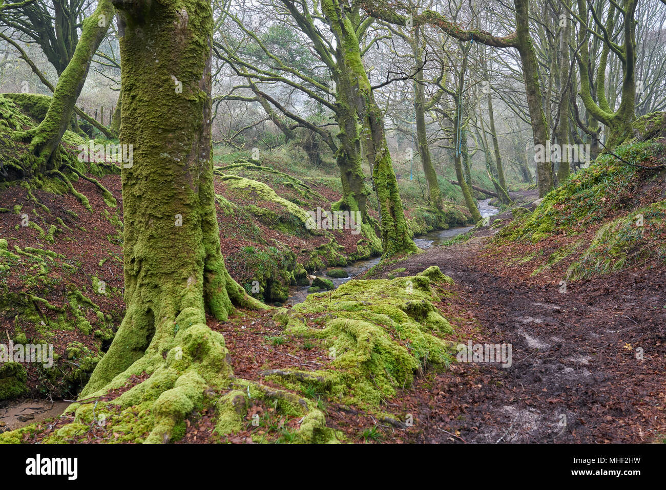 Moss paths hi-res stock photography and images - Alamy