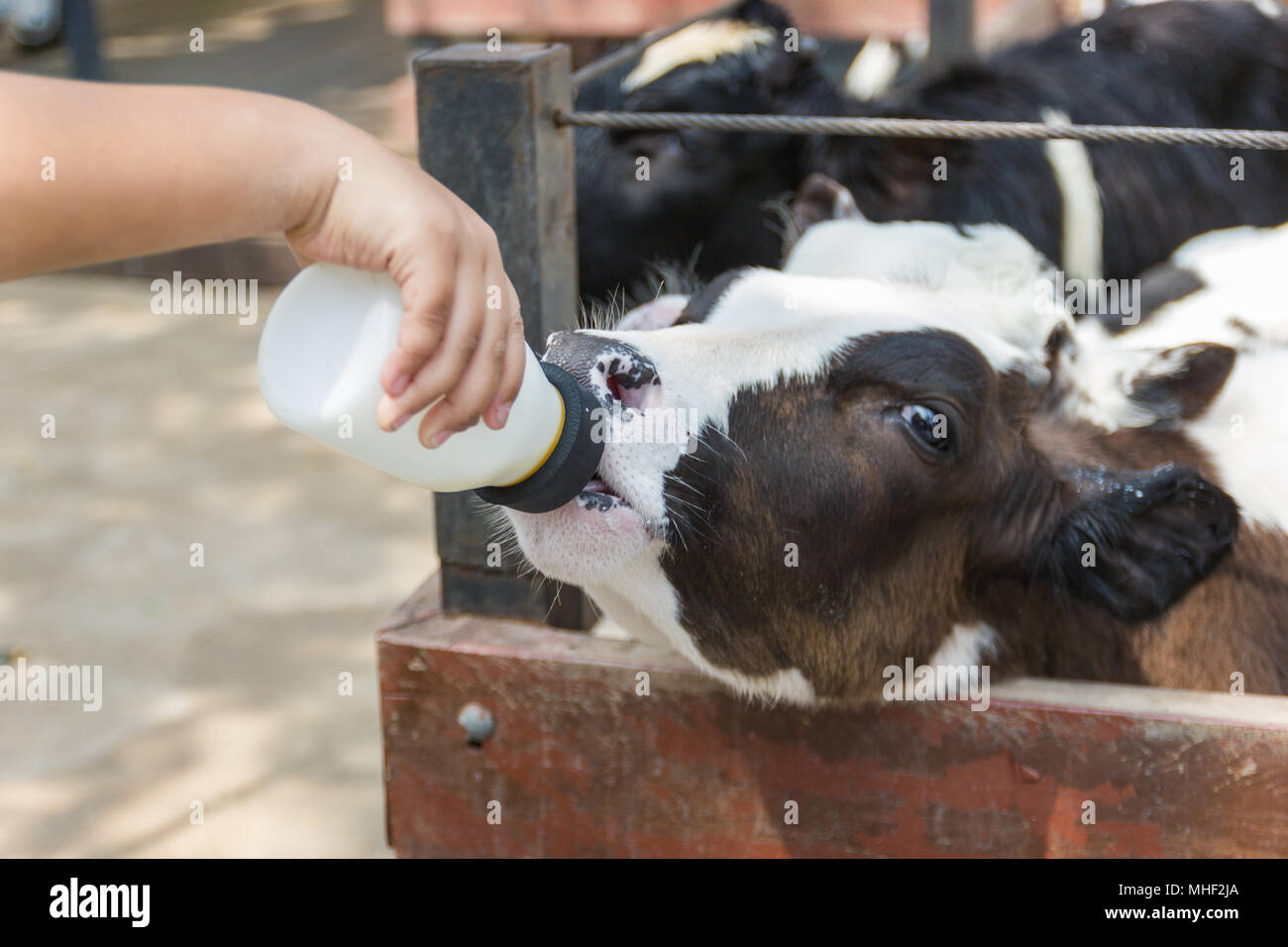 Closeup - Baby cow feeding on milk bottle by hand men in Thailand ...