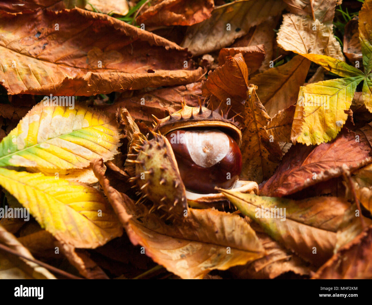 Fallen seeds and capsule hi-res stock photography and images - Alamy