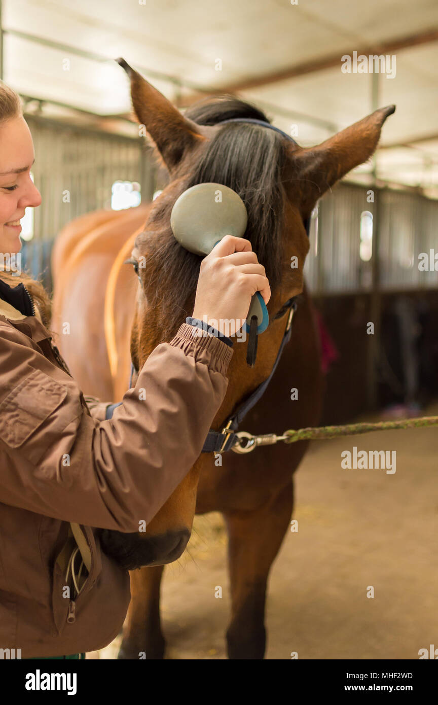 In the stable is a young rider with her race horse, a Hanoverian. She ...