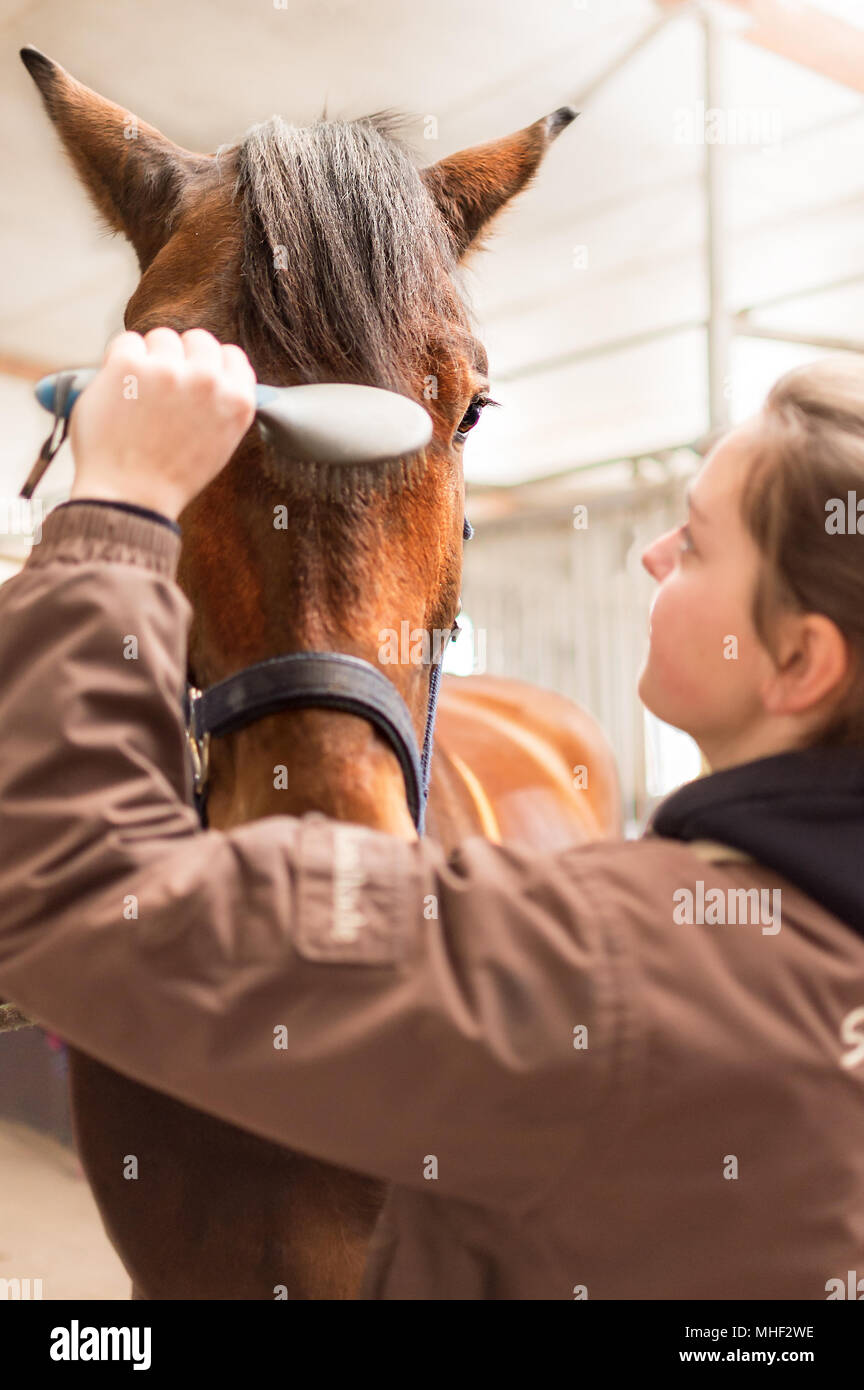 How To Brush Horse Mane at Jose Norman blog