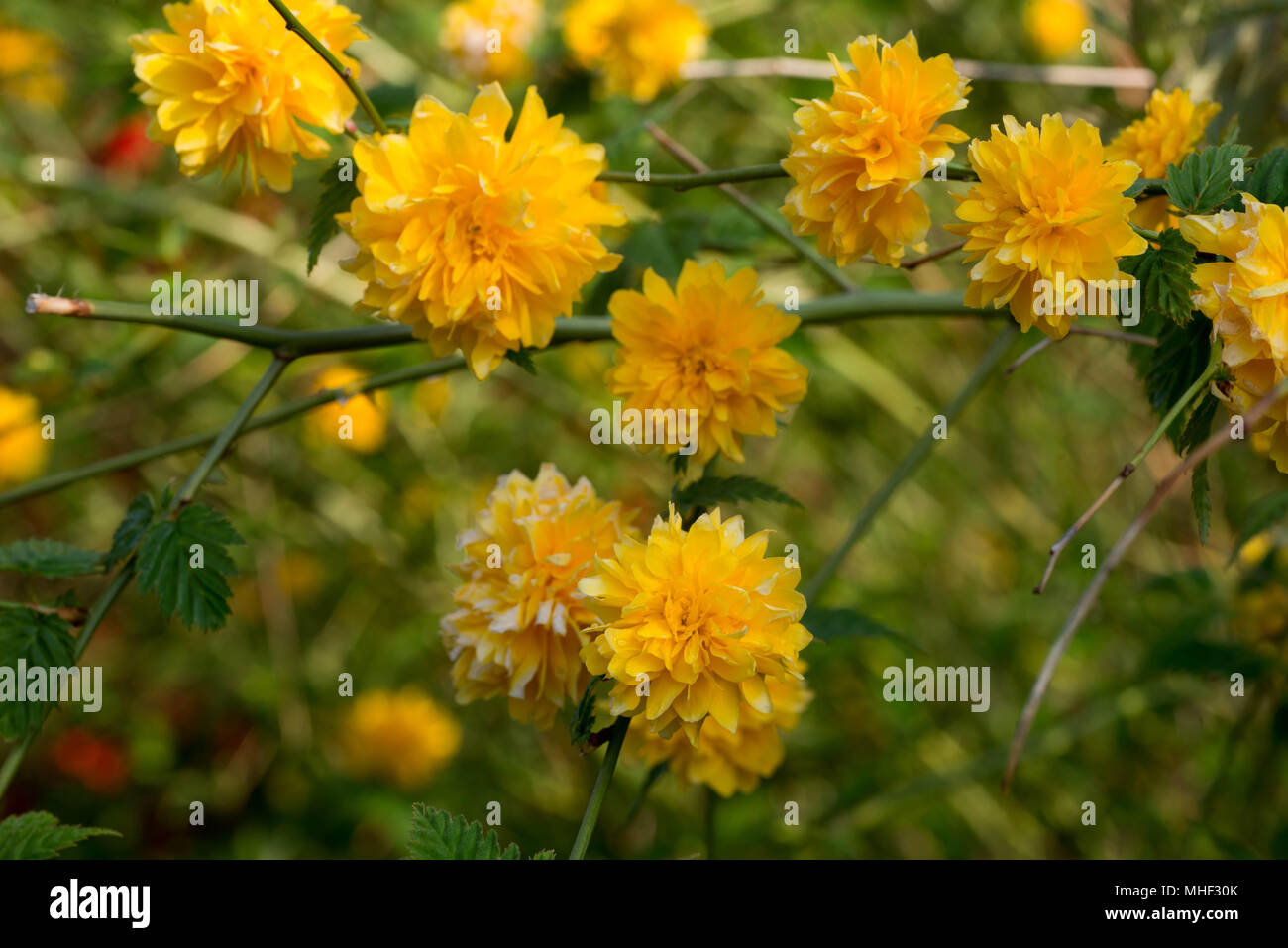 Kerria japonica pleniflora hi-res stock photography and images - Alamy