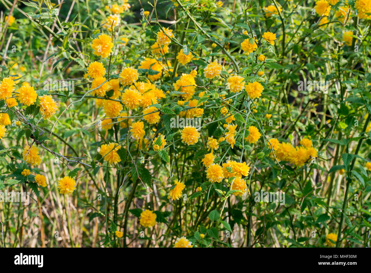 Kerria japonica hi-res stock photography and images - Alamy