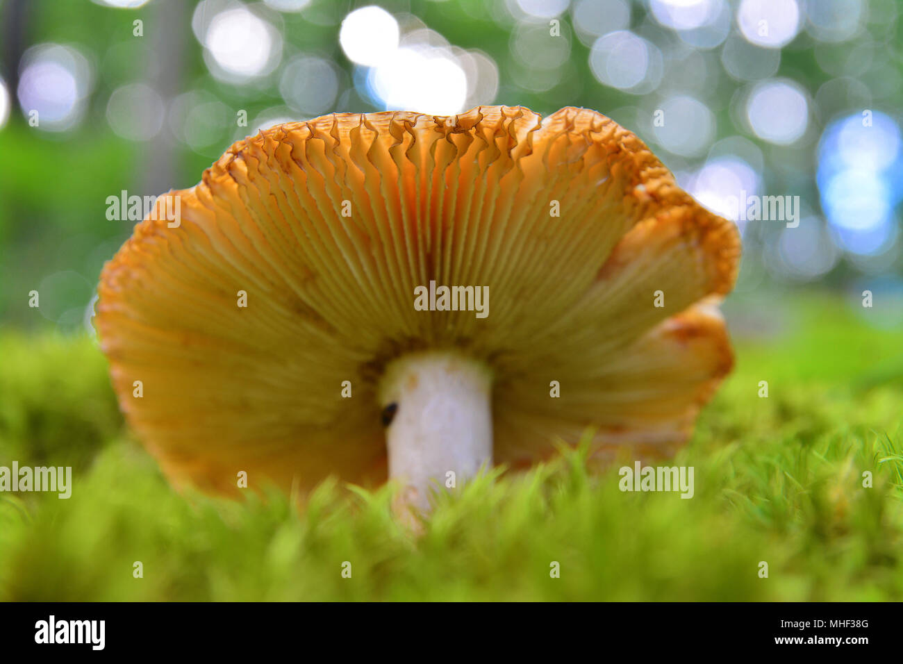 edible russula virescens mushroom in the forest Stock Photo - Alamy